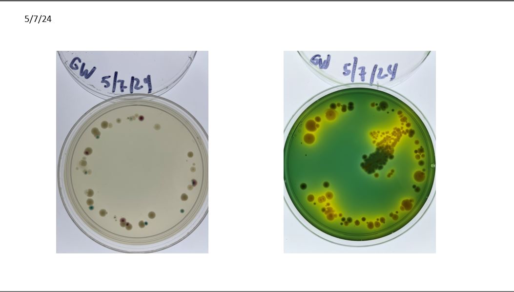 Vibrio Sampling Plate Images (slide show) – Janech Science